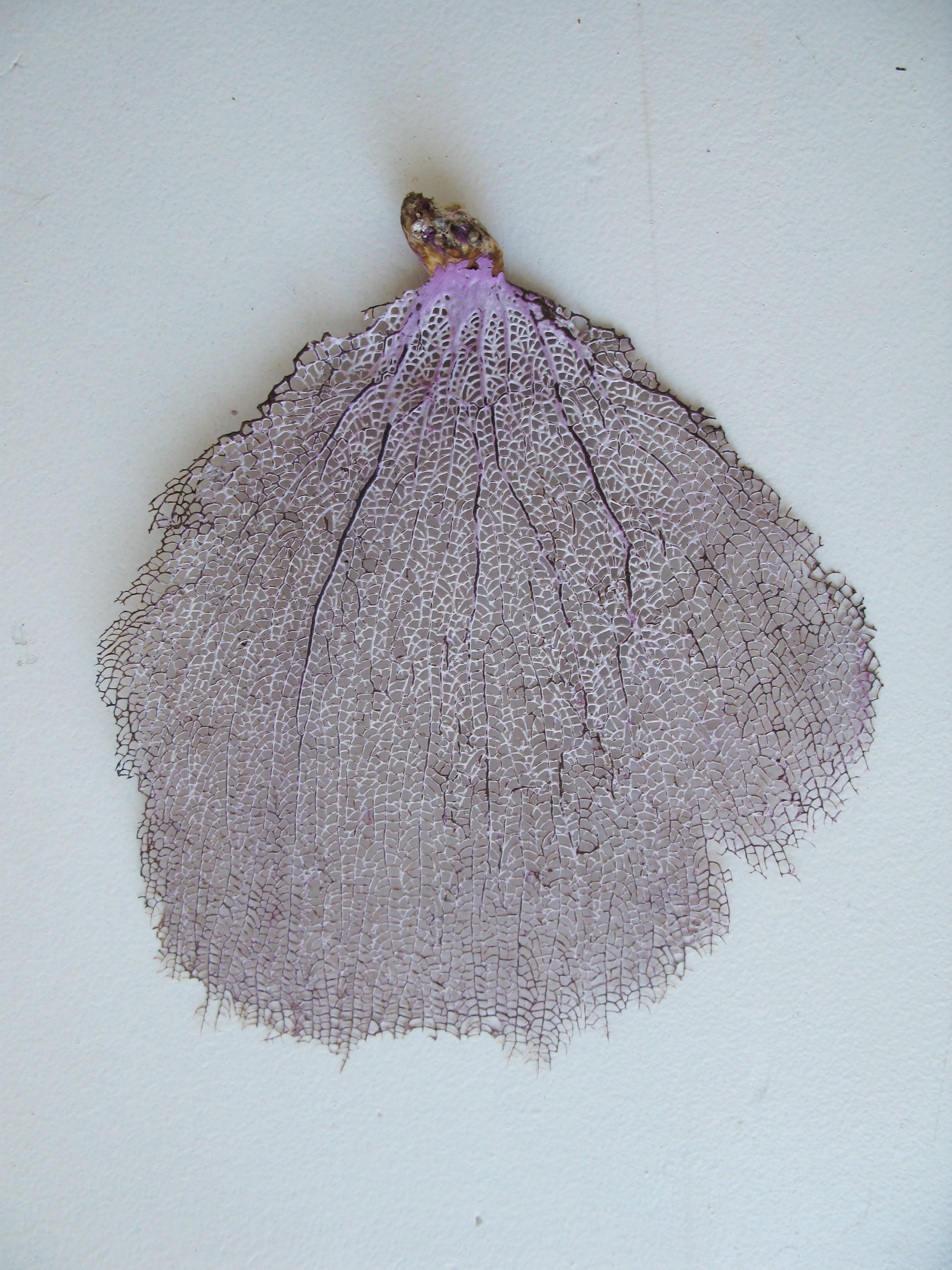 Pink Sand Pavilion & Tower ← Projects ← Gianni Botsford Architects